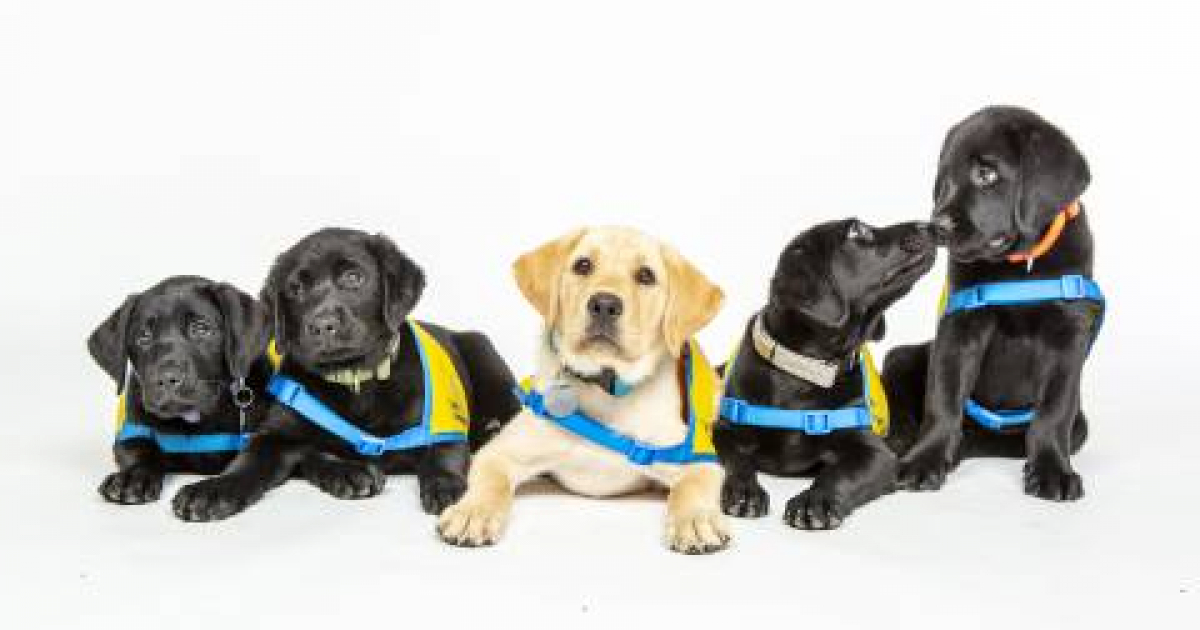 They're Puppies Now, But They're the Service Dogs of the Future ...